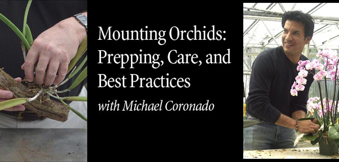 Webinars - American Orchid Society