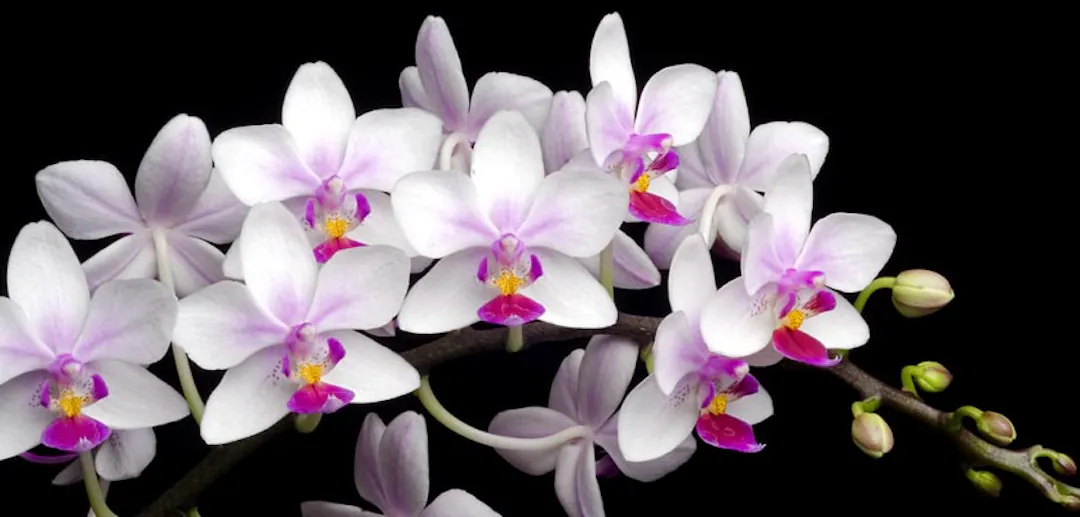 Judging Phalaenopsis - American Orchid Society