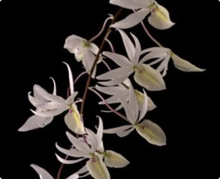 Awards Program - American Orchid Society