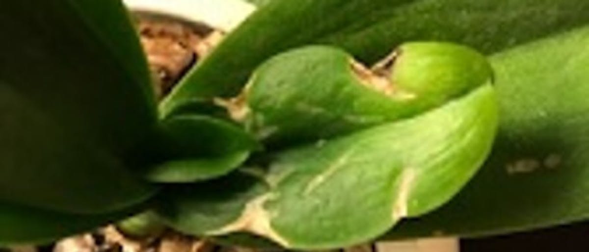Leaf Problems - American Orchid Society