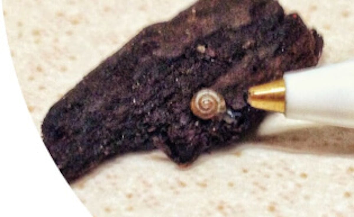 Leaf Problems - American Orchid Society