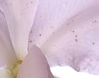 Botrytis - American Orchid Society