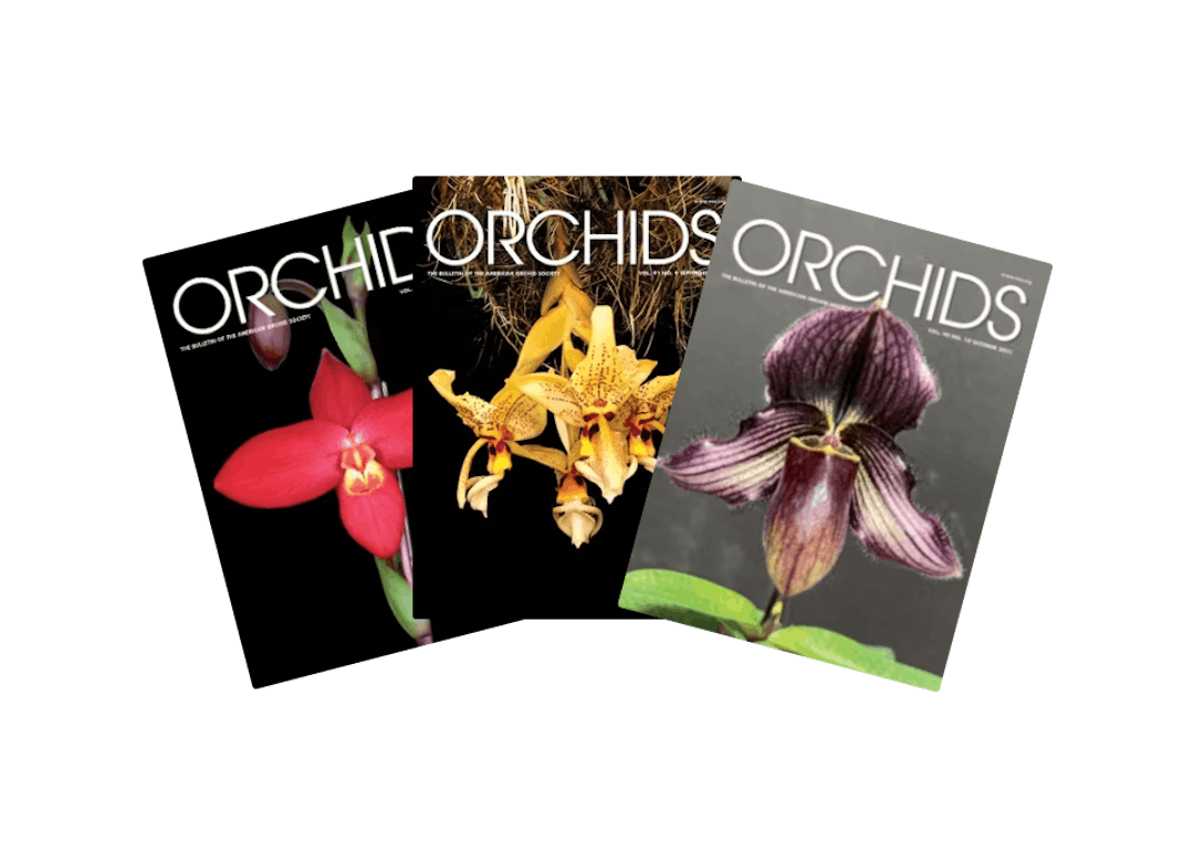 Orchids Magazine Overview - American Orchid Society