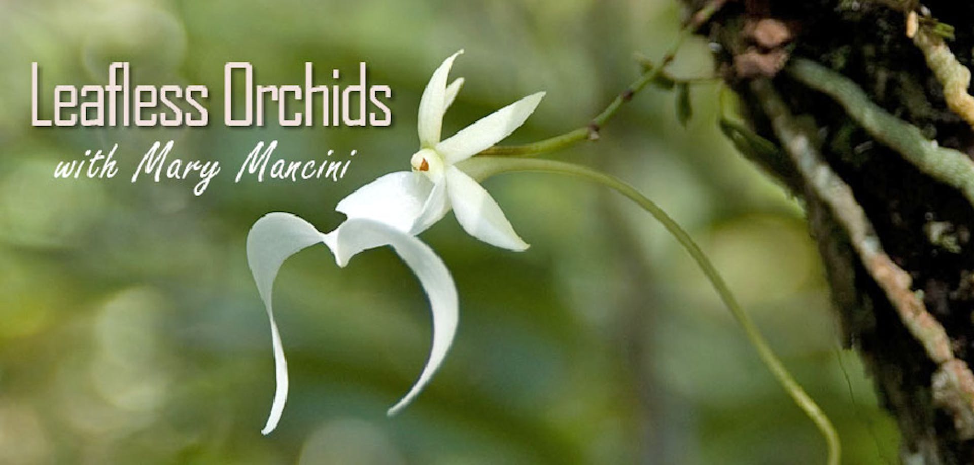 Leafless Orchids - American Orchid Society