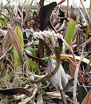 Cold Damage - American Orchid Society