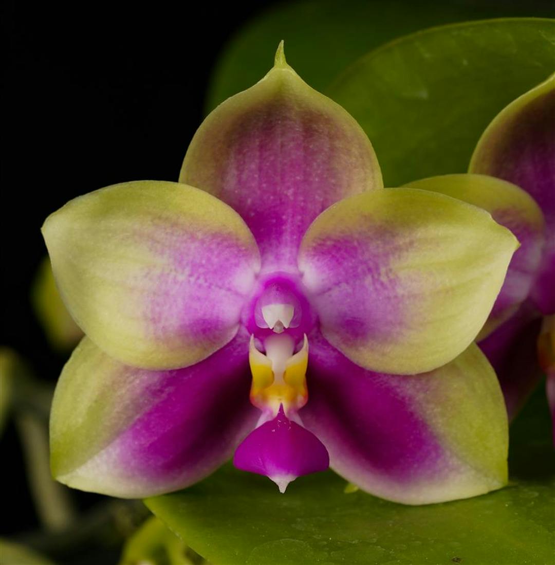 Phalaenopsis Alliance - American Orchid Society