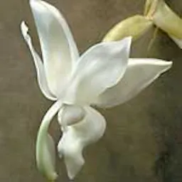 White-flowered Orchids - American Orchid Society