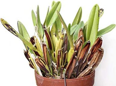 Cold Damage - American Orchid Society