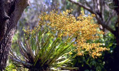 Fairchild Tropical Botanic Garden's Plan to Re-introduce Native Orchids ...