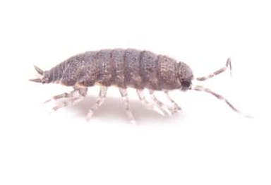 Sow Bugs and Pill Bugs - American Orchid Society
