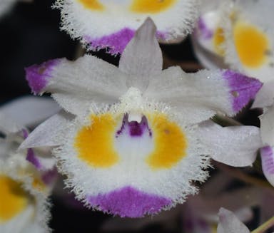 Orchid Care Basics - American Orchid Society