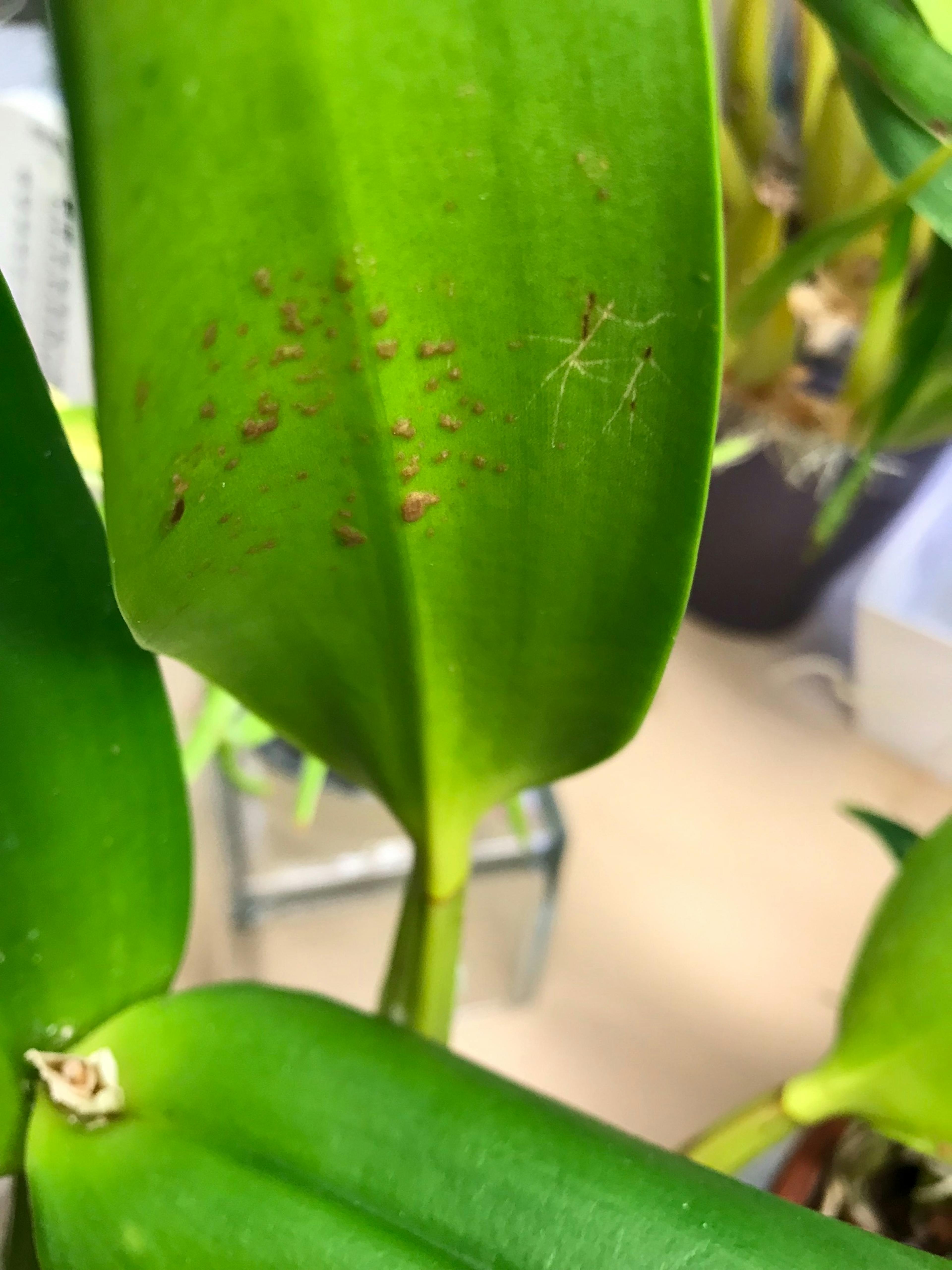 Edema - American Orchid Society