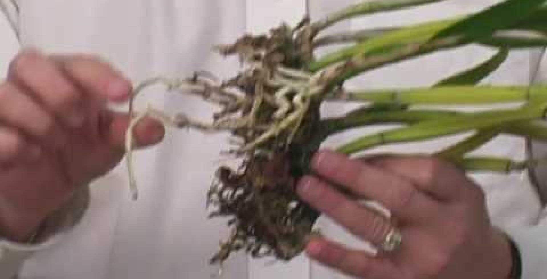 Root Loss - American Orchid Society