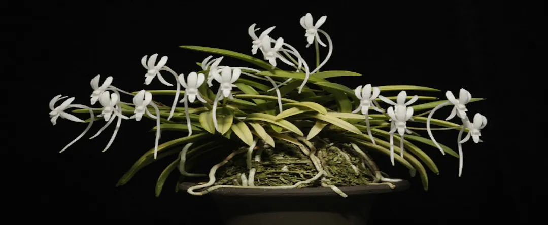 Neofinetia Falcata - American Orchid Society