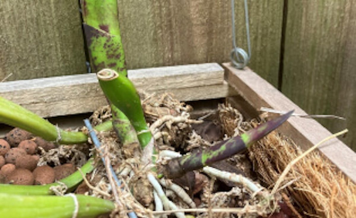 Leaf Problems - American Orchid Society