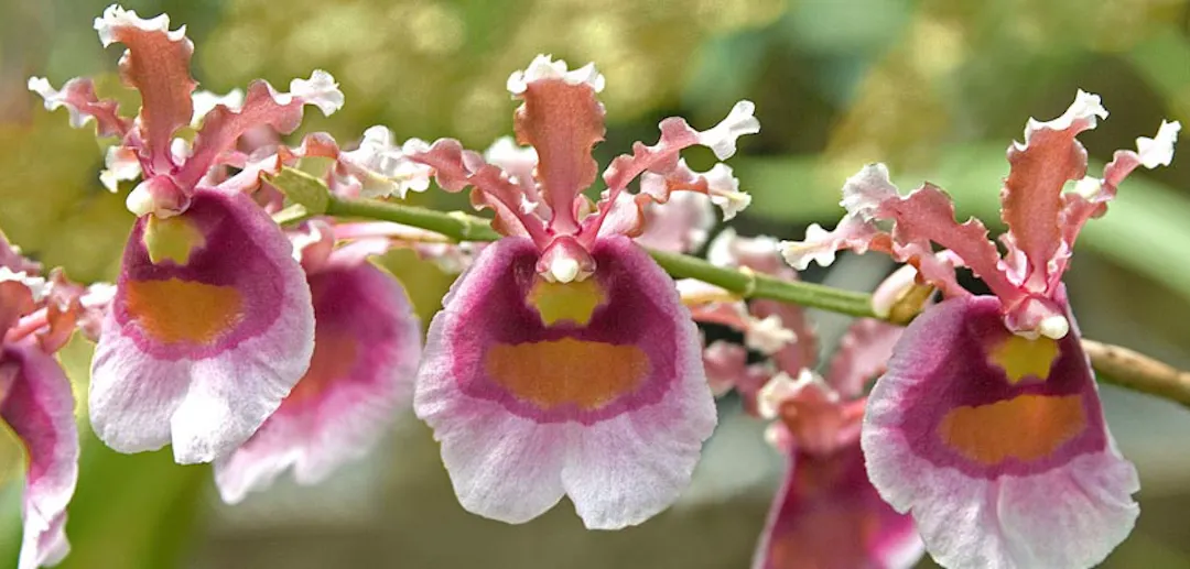 Judging Webinar: Judging the Oncidiinae - American Orchid Society