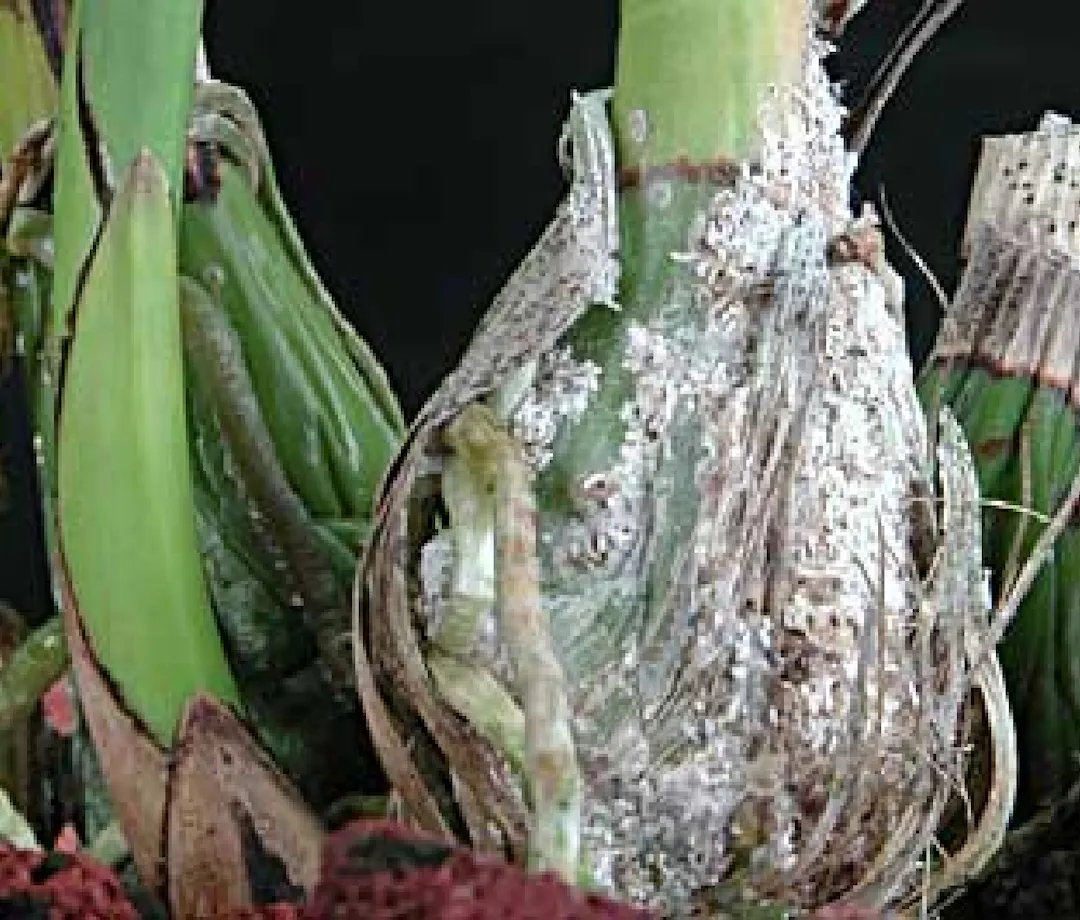Scale - American Orchid Society