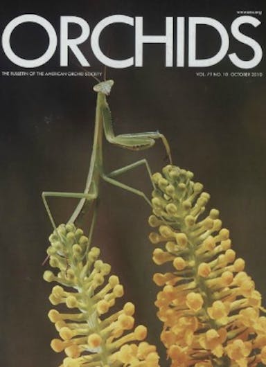 Ocotober 2010 - American Orchid Society
