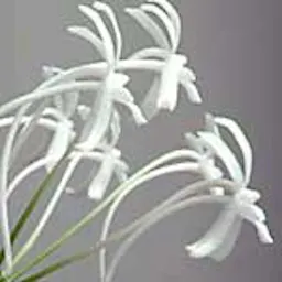 White-flowered Orchids - American Orchid Society