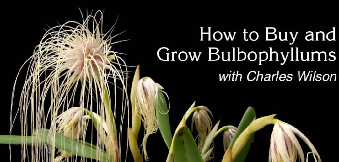 How to Buy and Grow Bulbophyllums - American Orchid Society