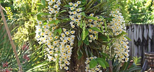 Orchids on a Tree - American Orchid Society