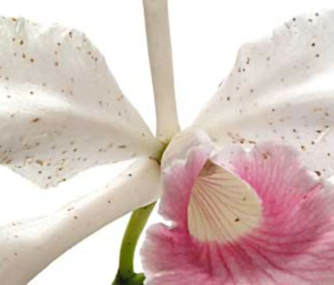 Botrytis - American Orchid Society
