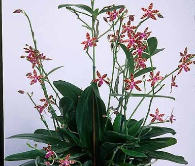 Orchid Care Basics - American Orchid Society