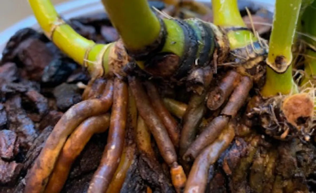 Pseudobulb and Root Problems - American Orchid Society