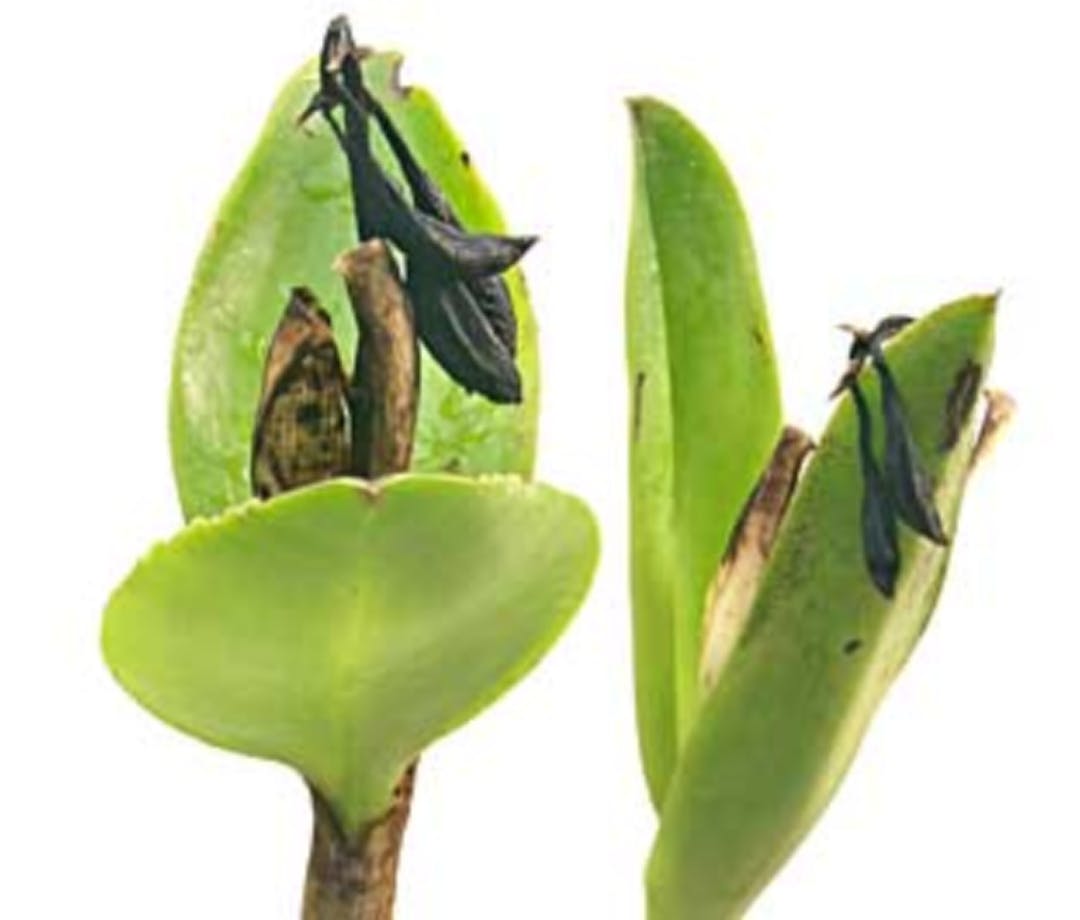 Bud Blast - American Orchid Society