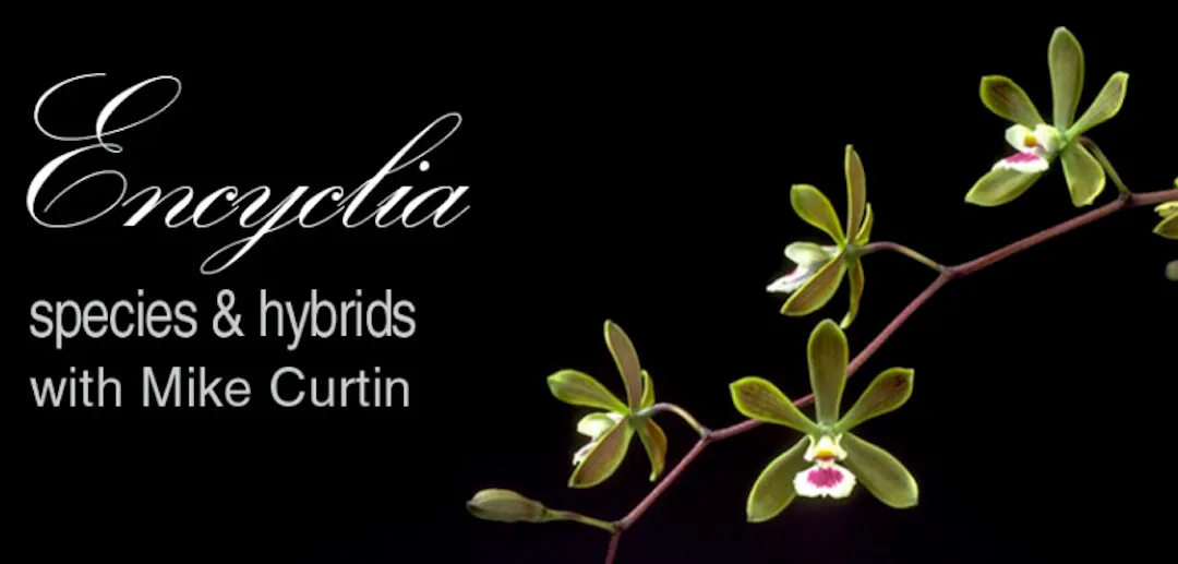 Encyclia, a Look at the Species and Hybrids - American Orchid Society
