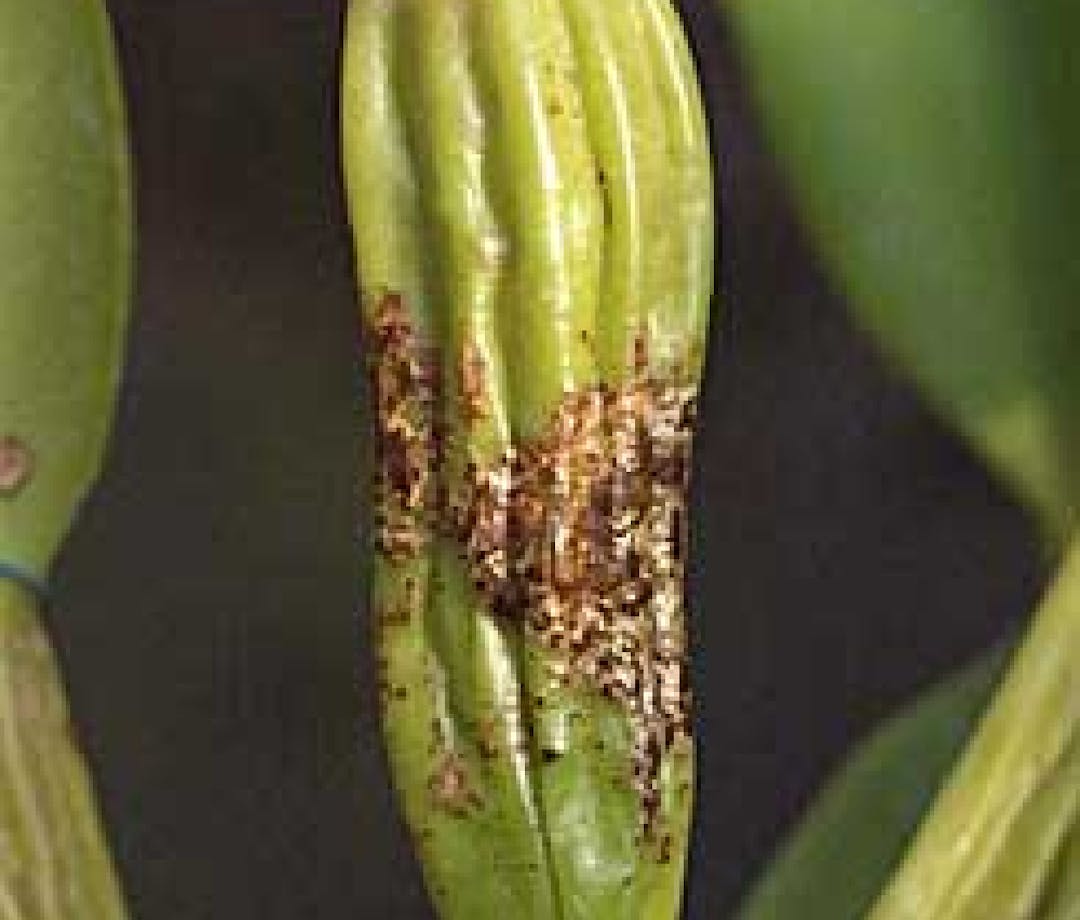 Handling Damage - American Orchid Society
