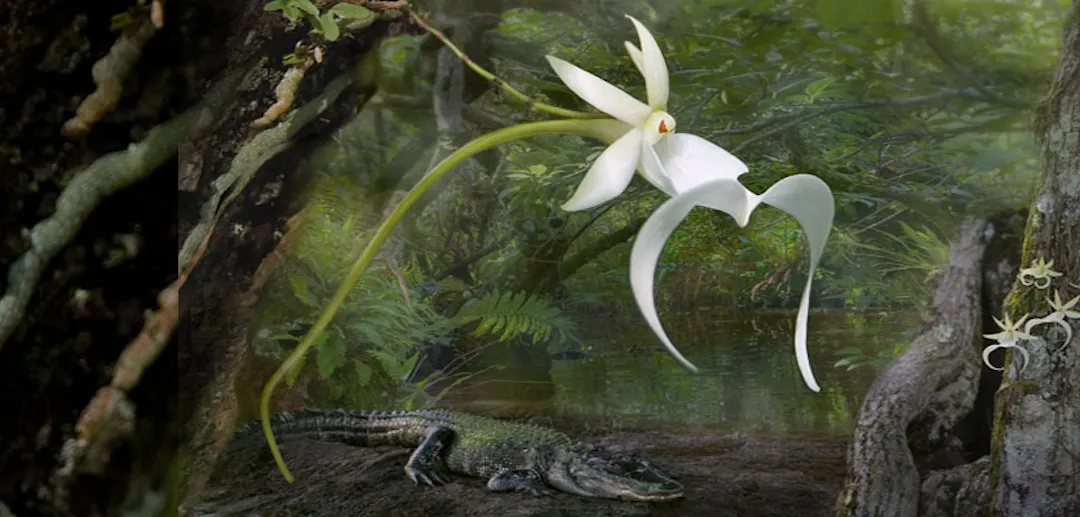 The Ghost Orchid Demystified - American Orchid Society