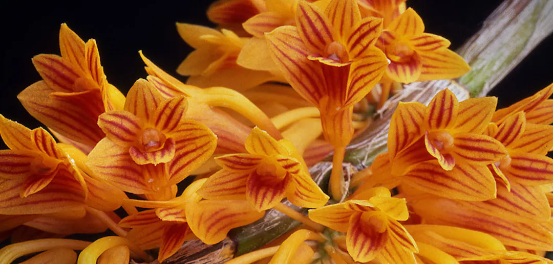 Demystifying Dendrobiums - American Orchid Society