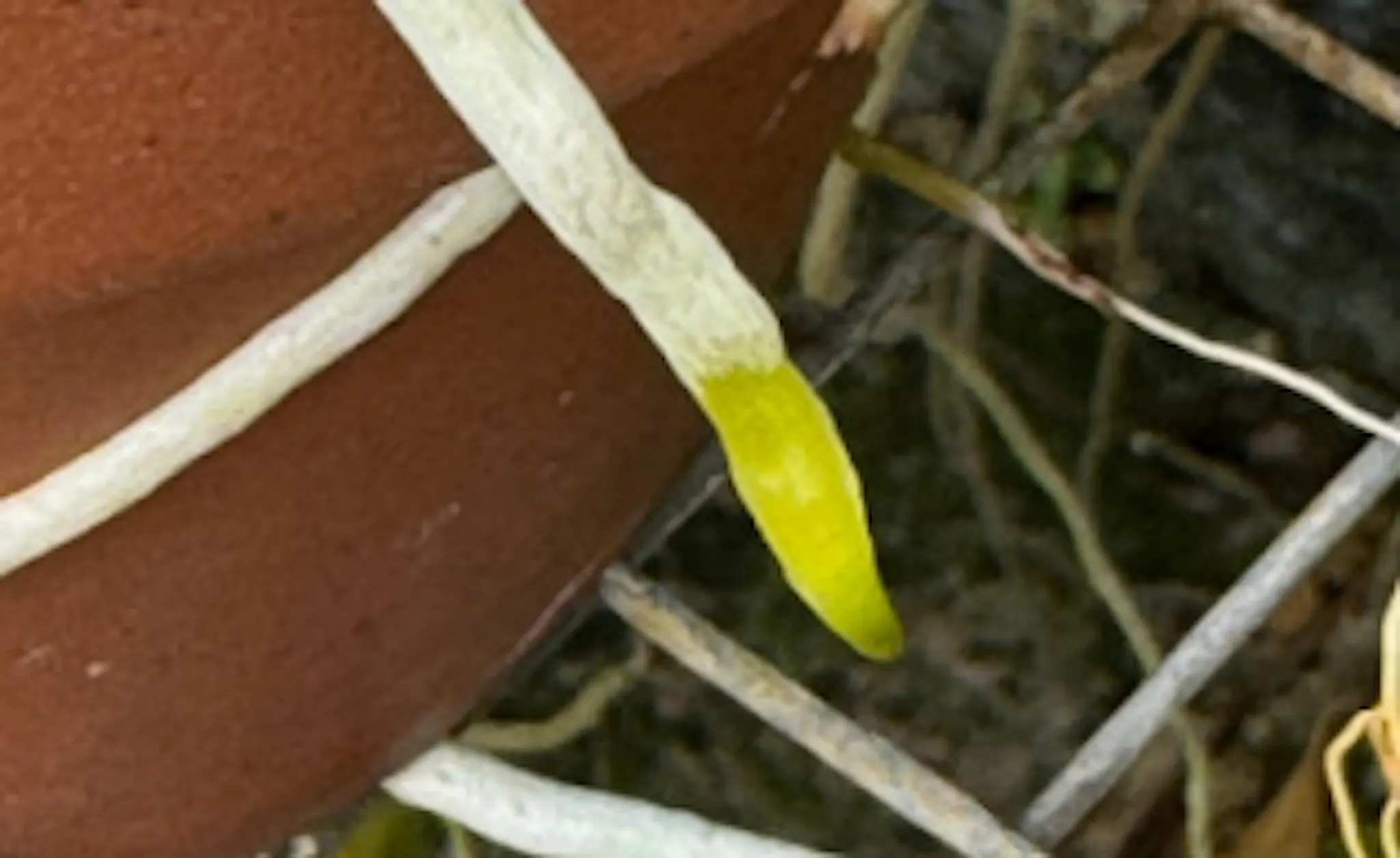 Pseudobulb and Root Problems - American Orchid Society