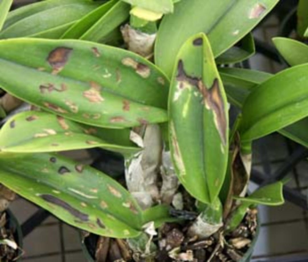 Mesophyll Cell Collapse - American Orchid Society