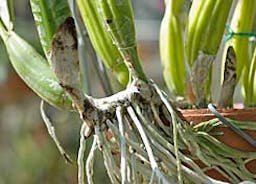 What is growing on the flower stem? - American Orchid Society