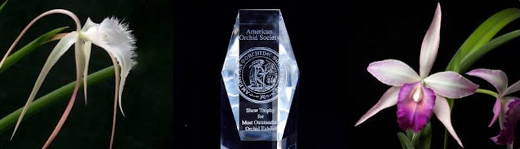 Orchid Awards & Judging - American Orchid Society