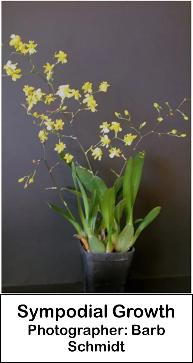 American Orchid Society