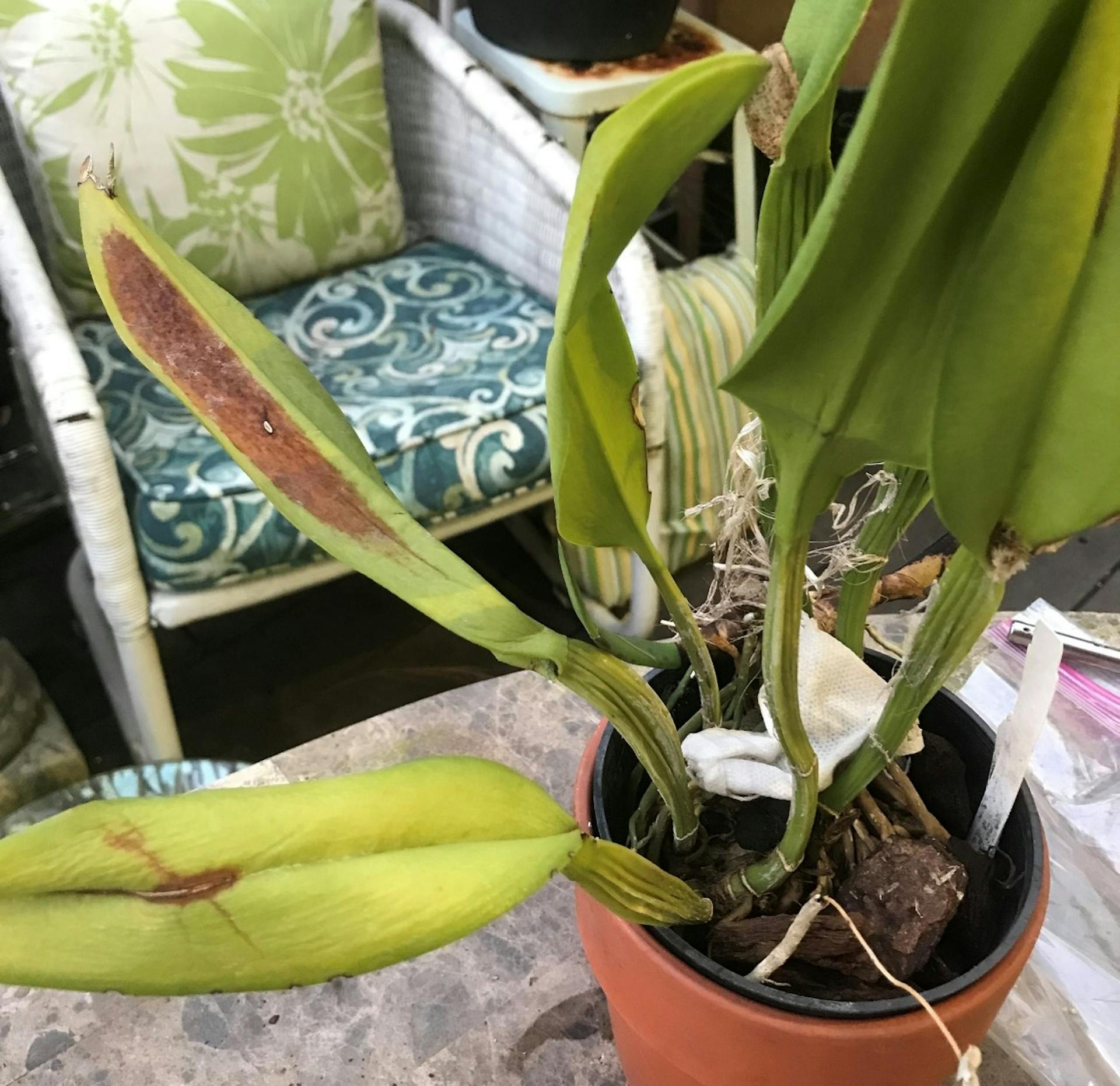 Bulb, Stem and Root Rots - American Orchid Society
