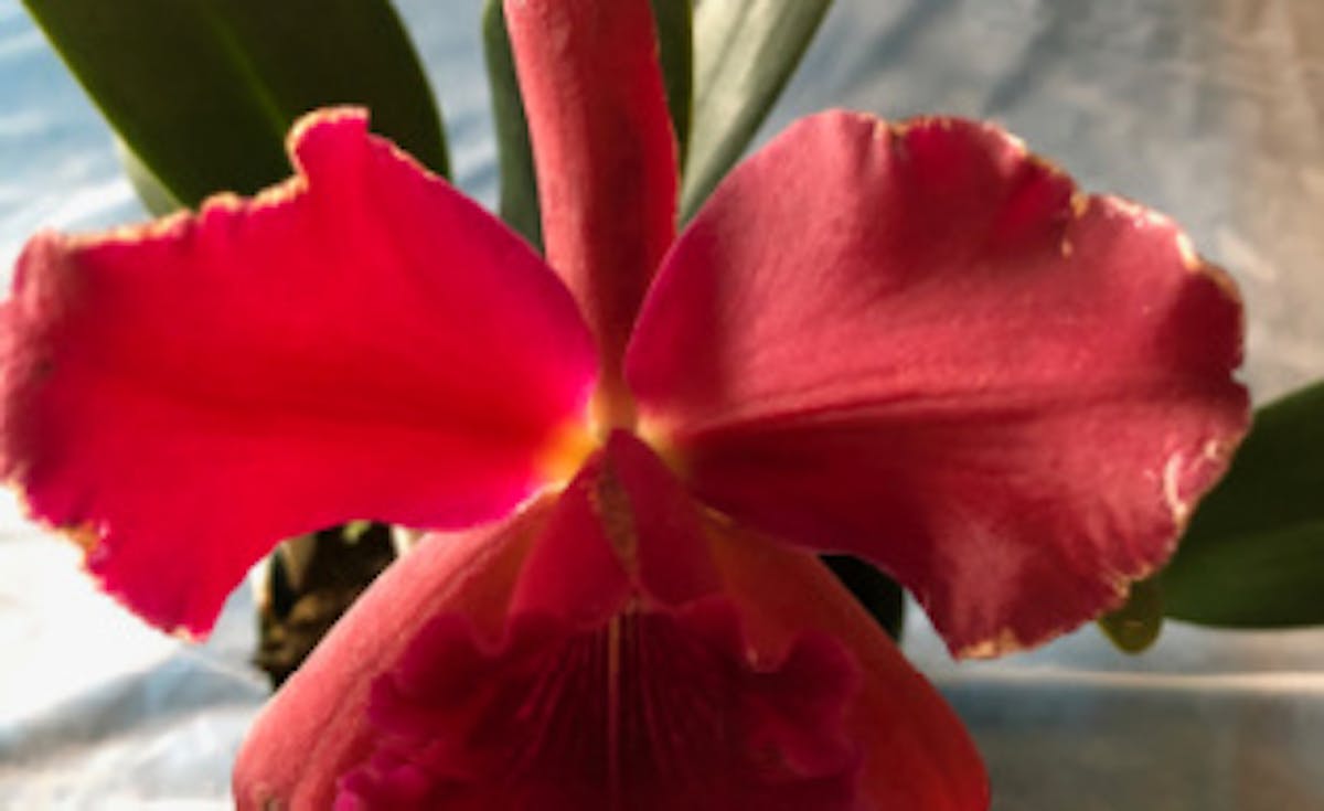 Bud and Flower Problems - American Orchid Society