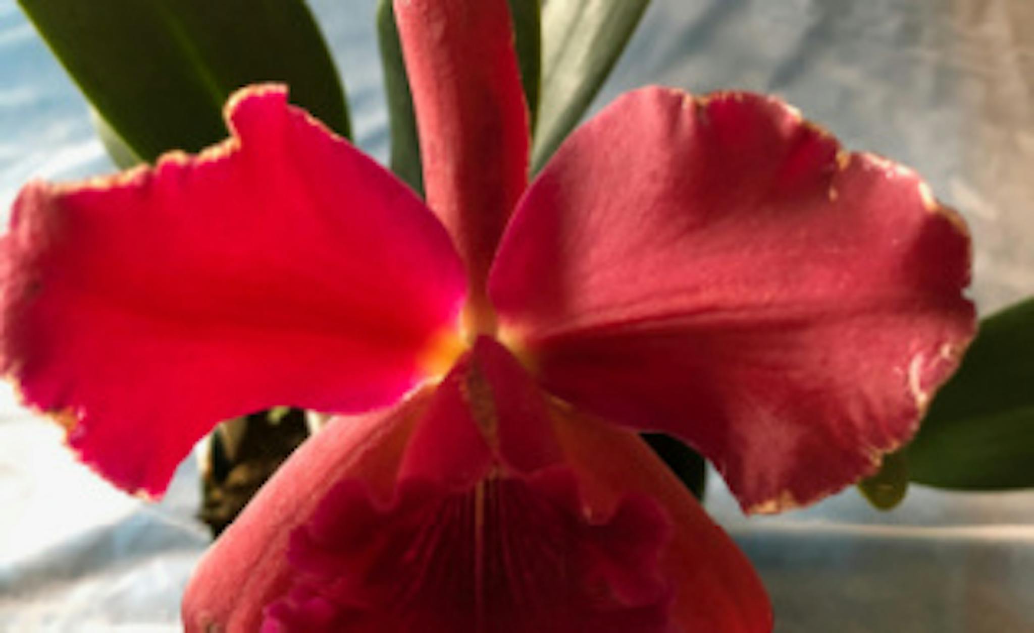Bud and Flower Problems - American Orchid Society