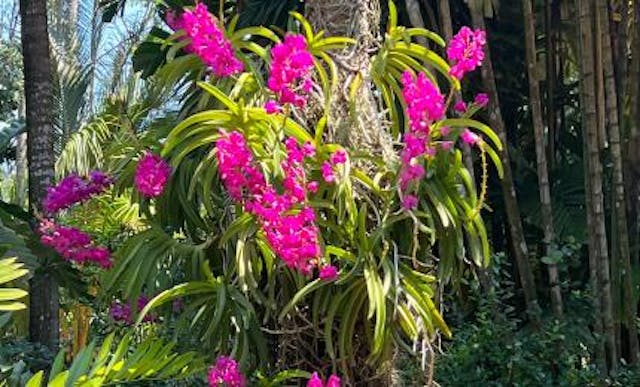 Orchid Care Basics - American Orchid Society