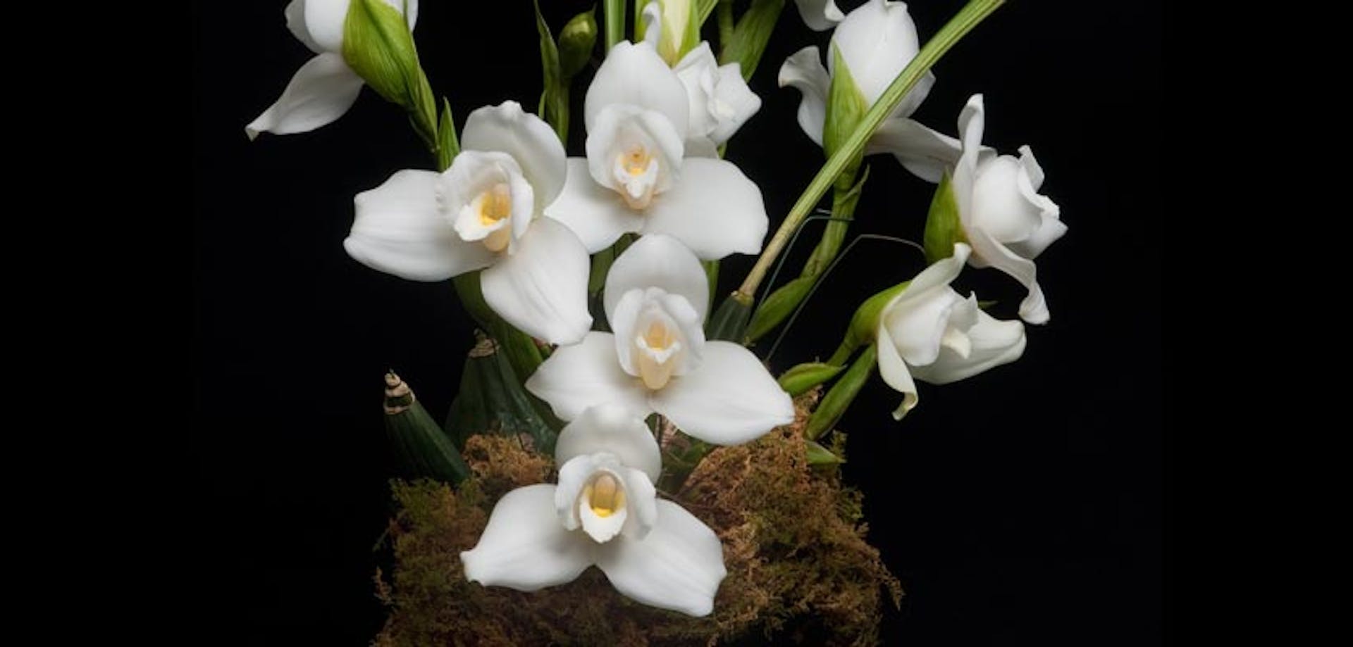 Lycaste virginalis (skinneri) and its hybrids - American Orchid Society