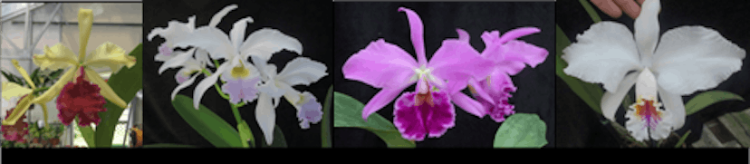 Arthur Chadwick - American Orchid Society