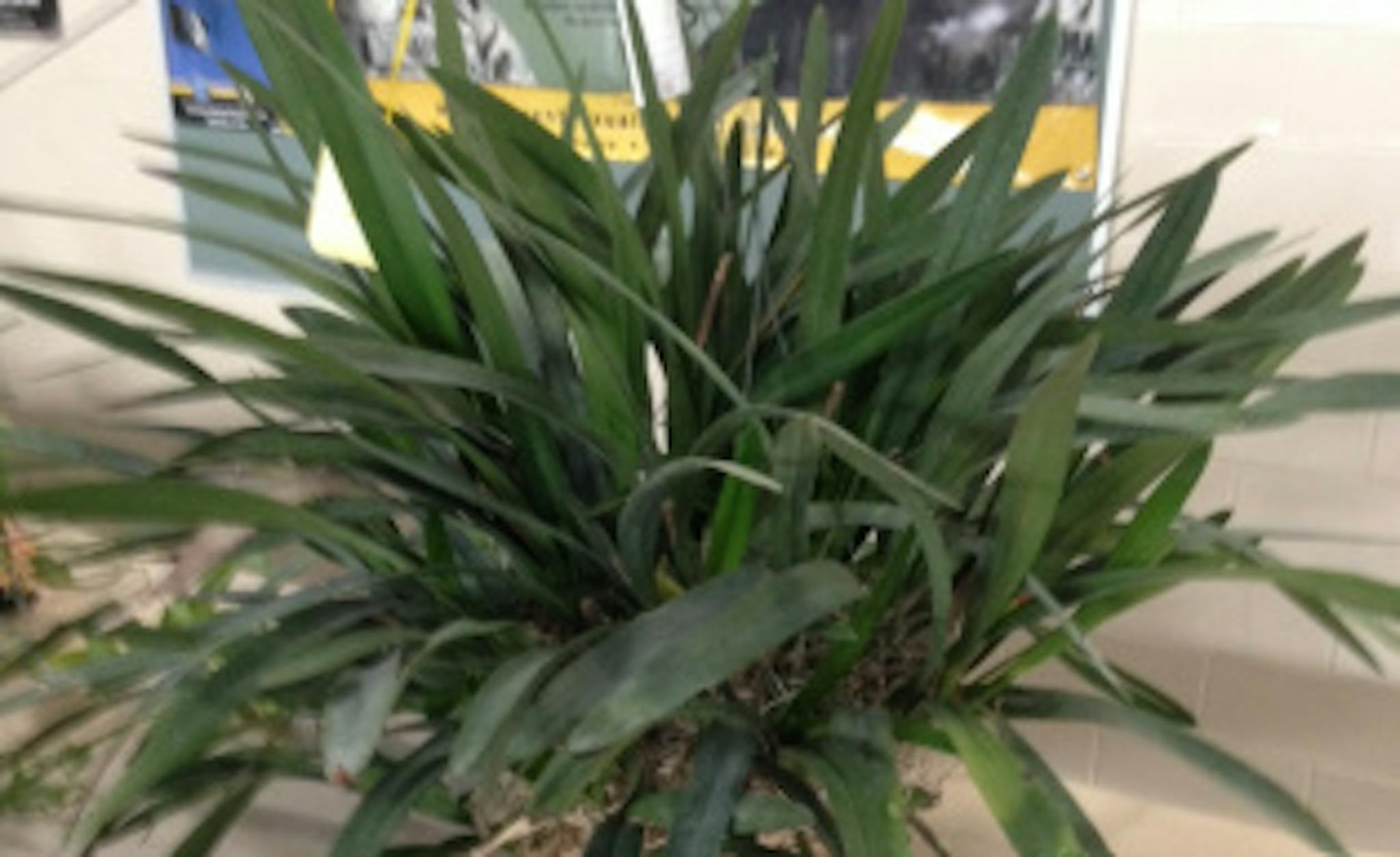 Bud and Flower Problems - American Orchid Society