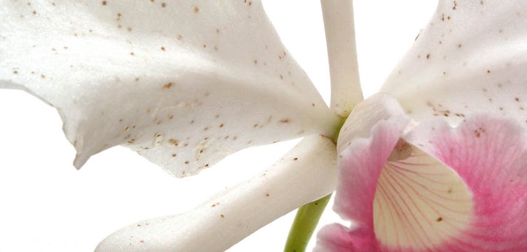 Orchids; Pests and their Management; part 2 - American Orchid Society