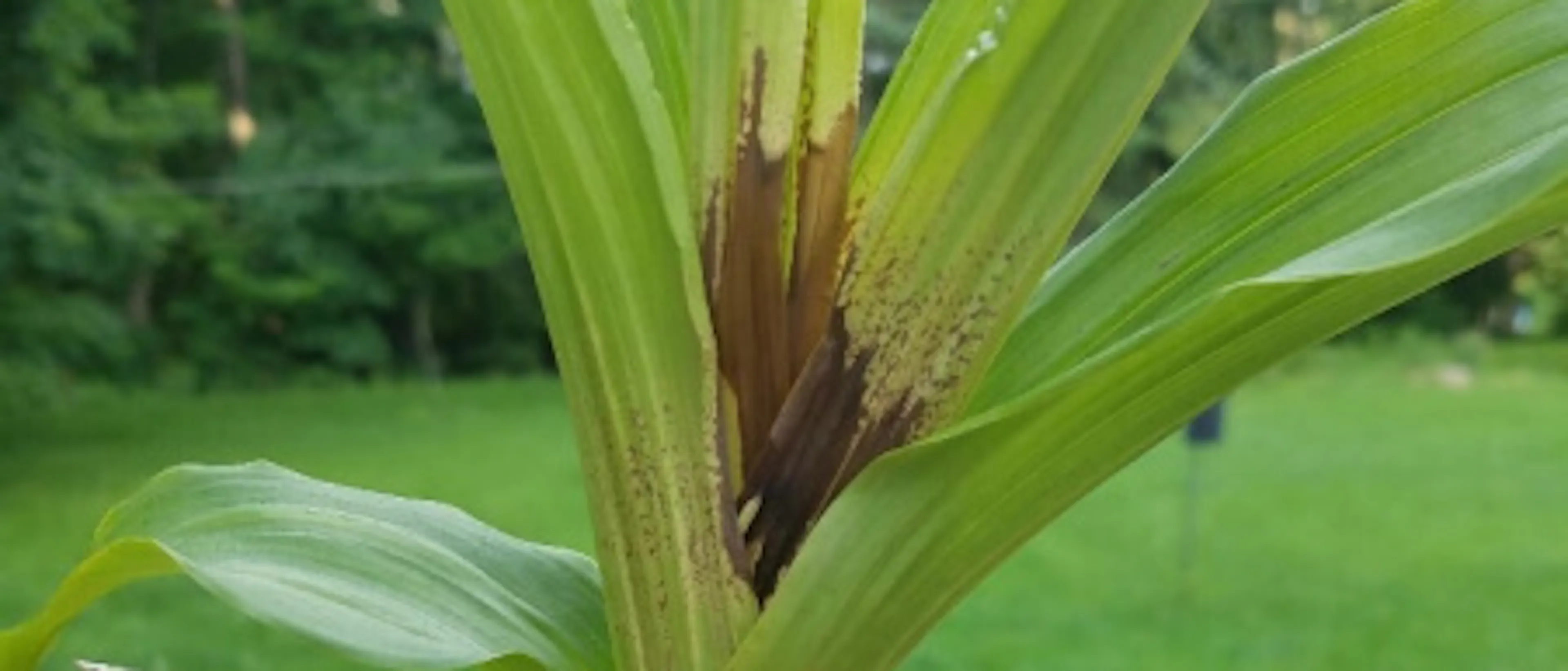 Leaf Problems - American Orchid Society
