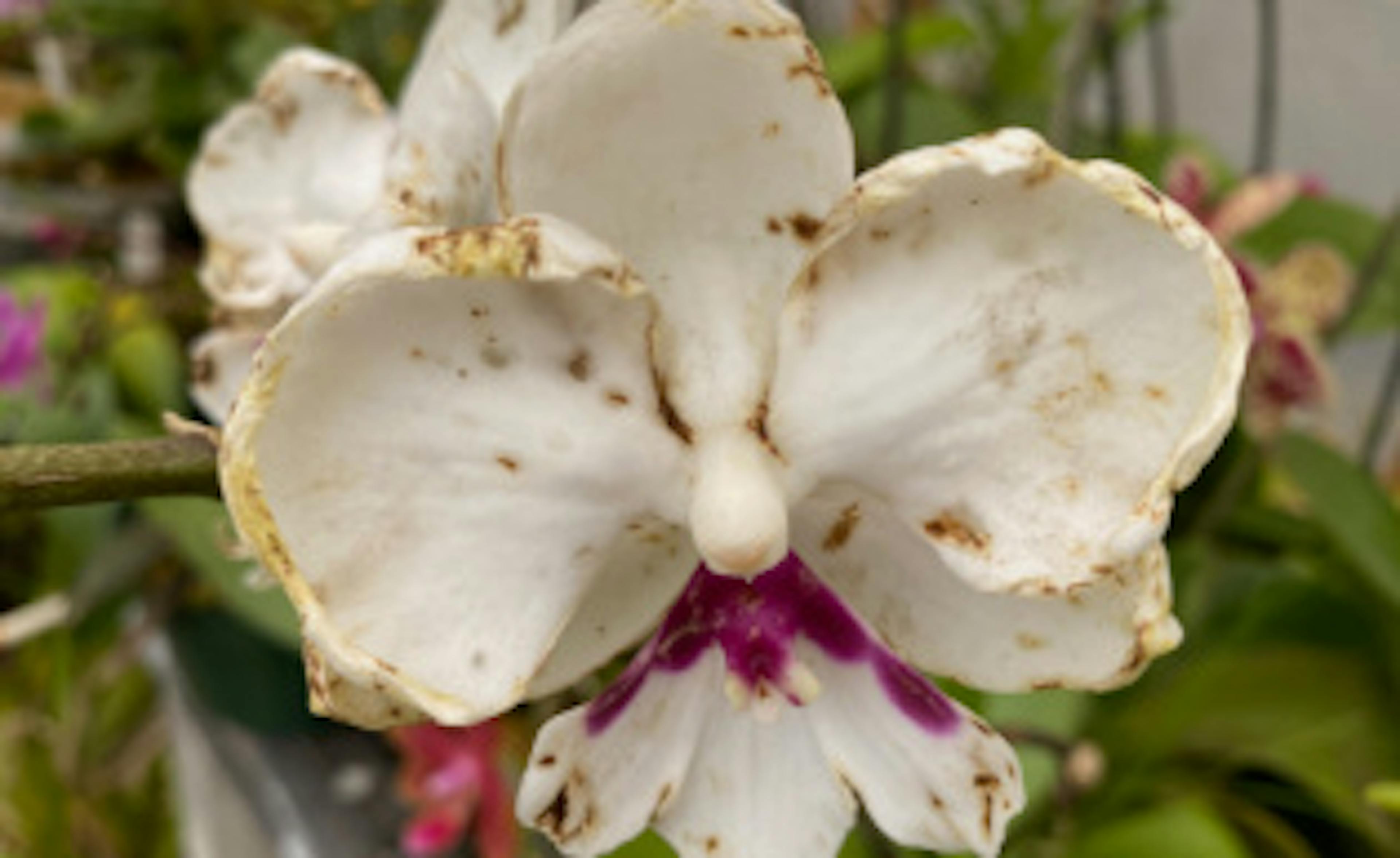 Bud and Flower Problems - American Orchid Society