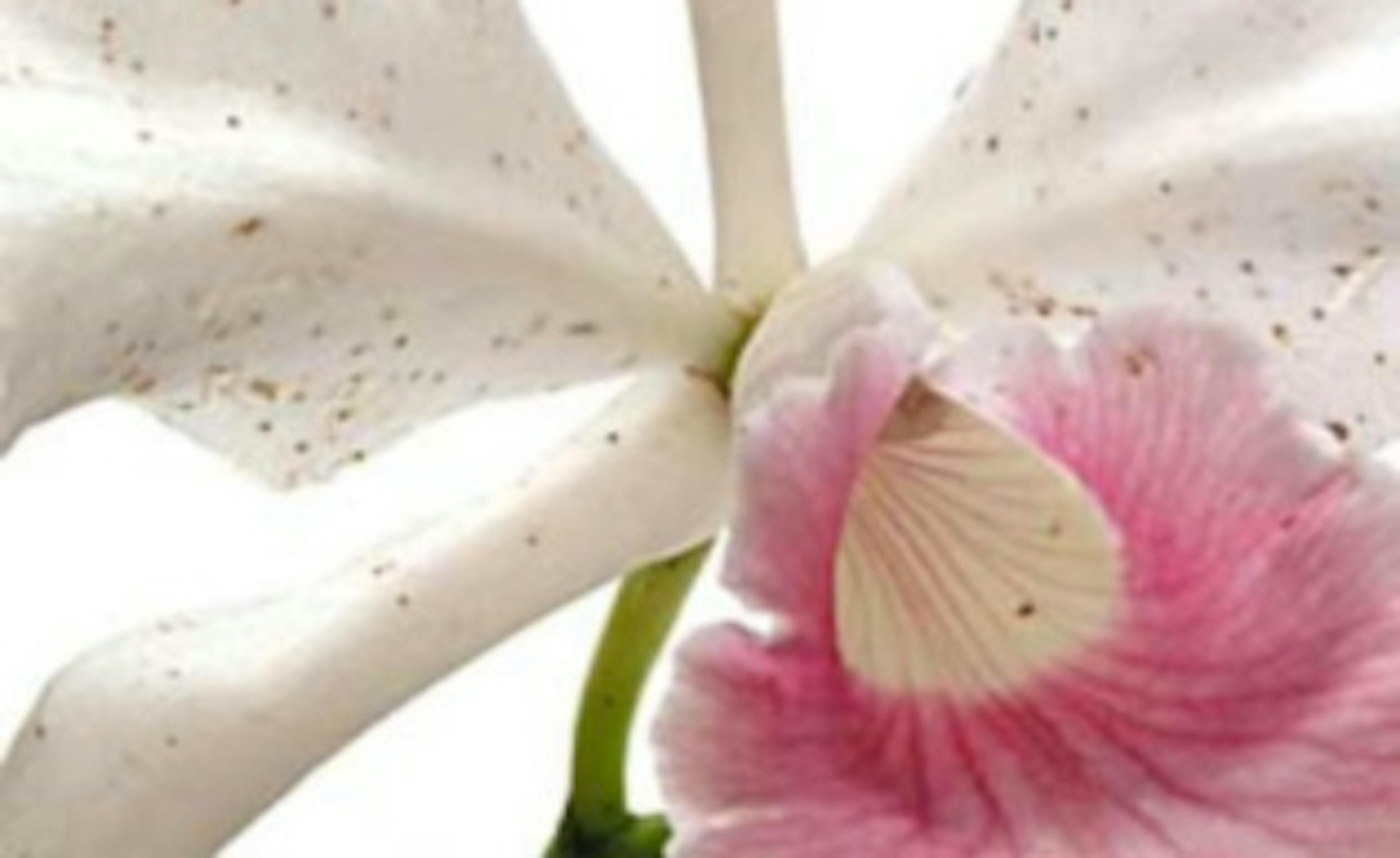 Bud and Flower Problems - American Orchid Society