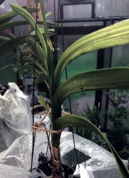 Orchid Pests, Diseases, and Cultural Issues - American Orchid Society